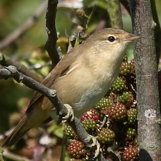 Garden Warbler | BTO